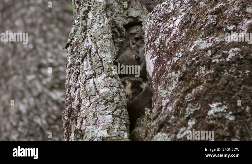 Southern Flying Squirrel (Glaucomys volans) nestled in tree, Alabama ...