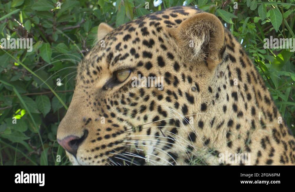 Animal side face Stock Videos & Footage - HD and 4K Video Clips - Alamy