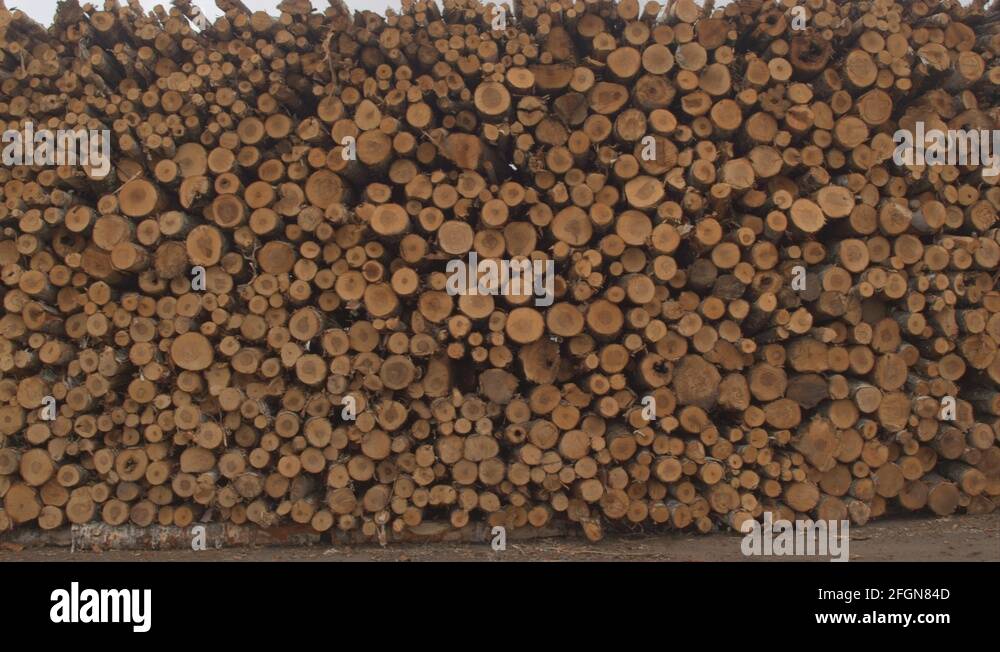 Lumber tree Stock Videos & Footage - HD and 4K Video Clips - Alamy