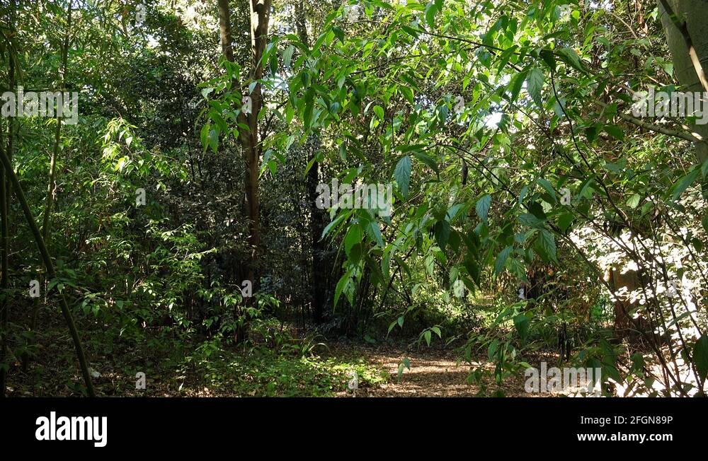 Fear woman in forest Stock Videos & Footage - HD and 4K Video Clips - Alamy