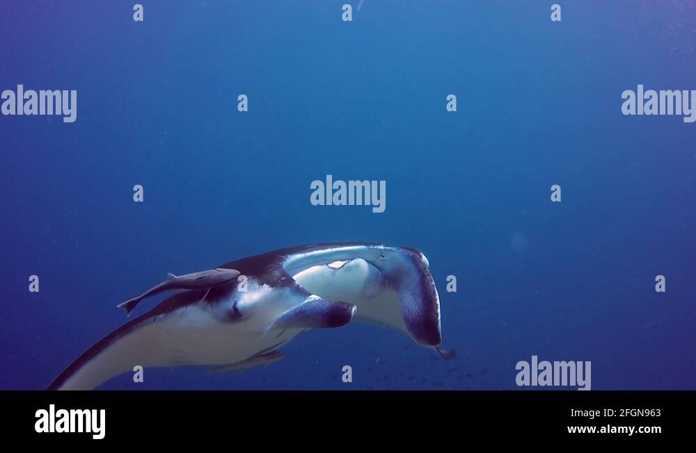 Giant manta ray maldives Stock Videos & Footage - HD and 4K Video Clips ...