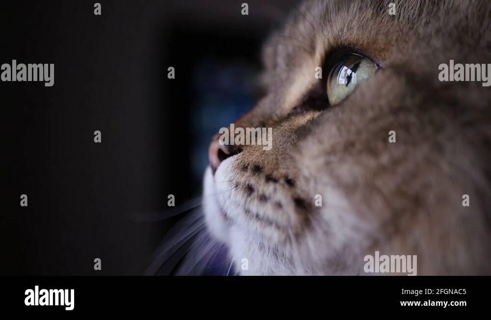 A beautiful fluffy cat looks forward, in his eyes the light from the ...