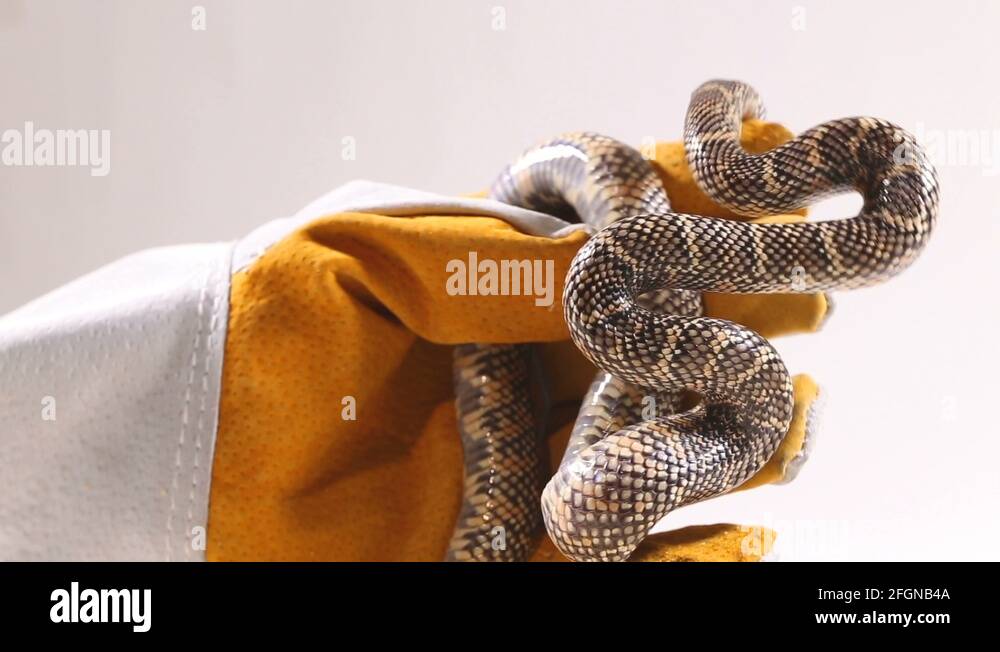 Snake on hand Stock Videos & Footage - HD and 4K Video Clips - Alamy