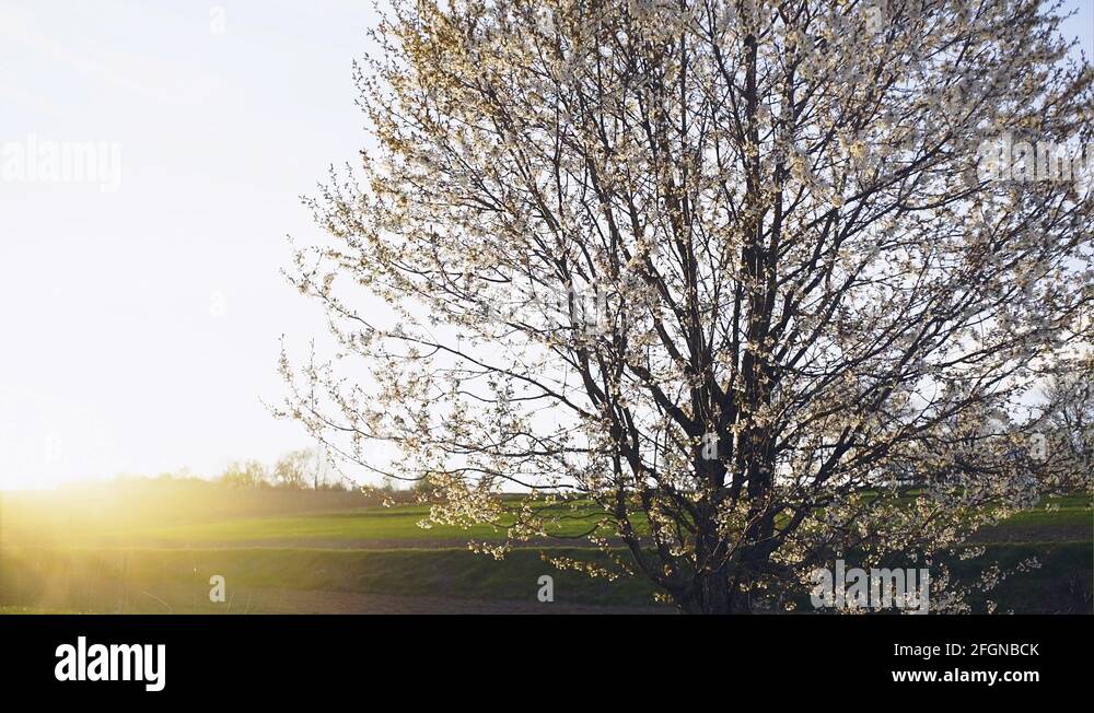 Flower 4k wallpapers Stock Videos & Footage - HD and 4K Video Clips - Alamy