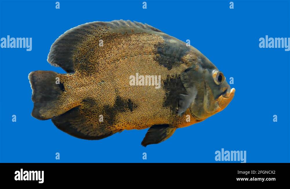 Amazon Tropical Fish - Tiger Oscar, Blue Background Stock Video Footage ...