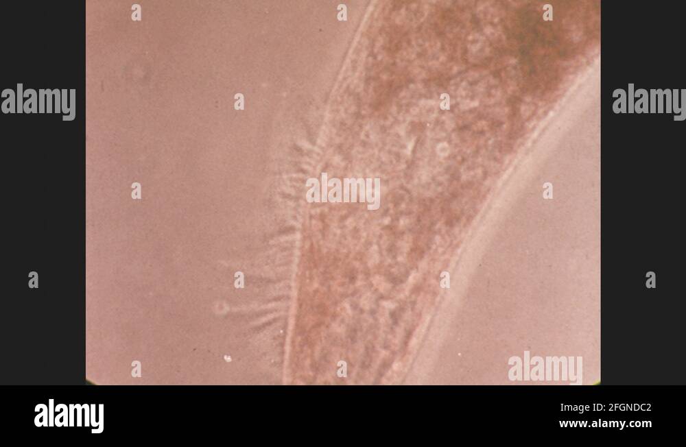 Single cell organisms Stock Videos & Footage - HD and 4K Video Clips ...