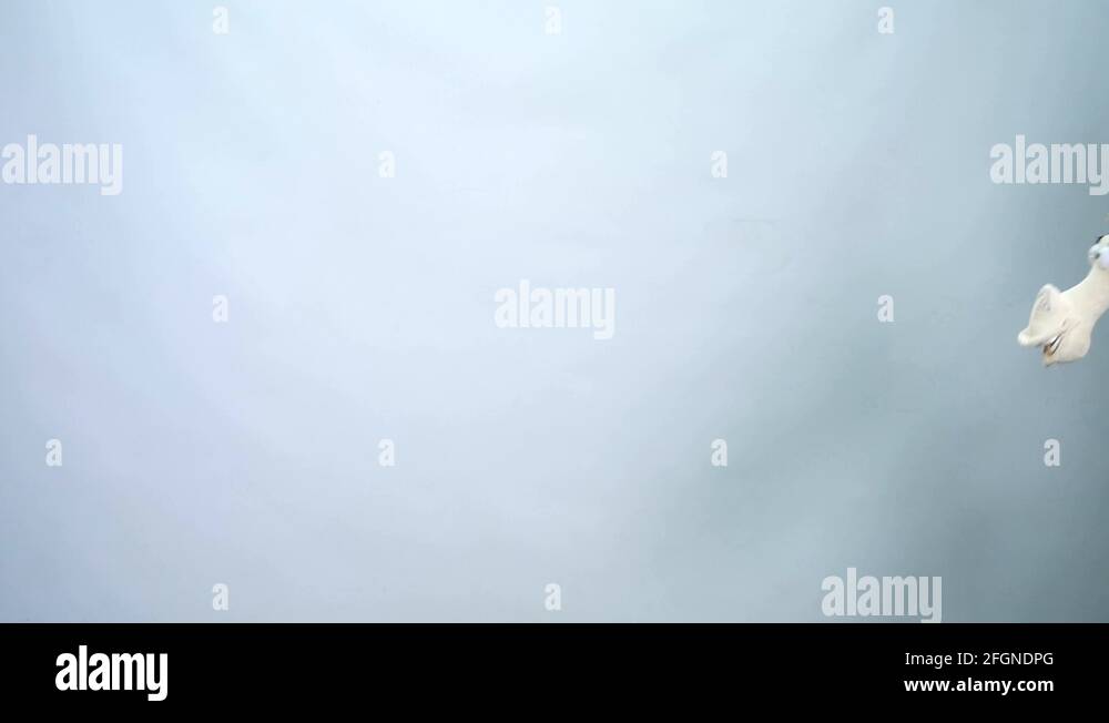 Giraffe boy Stock Videos & Footage - HD and 4K Video Clips - Alamy