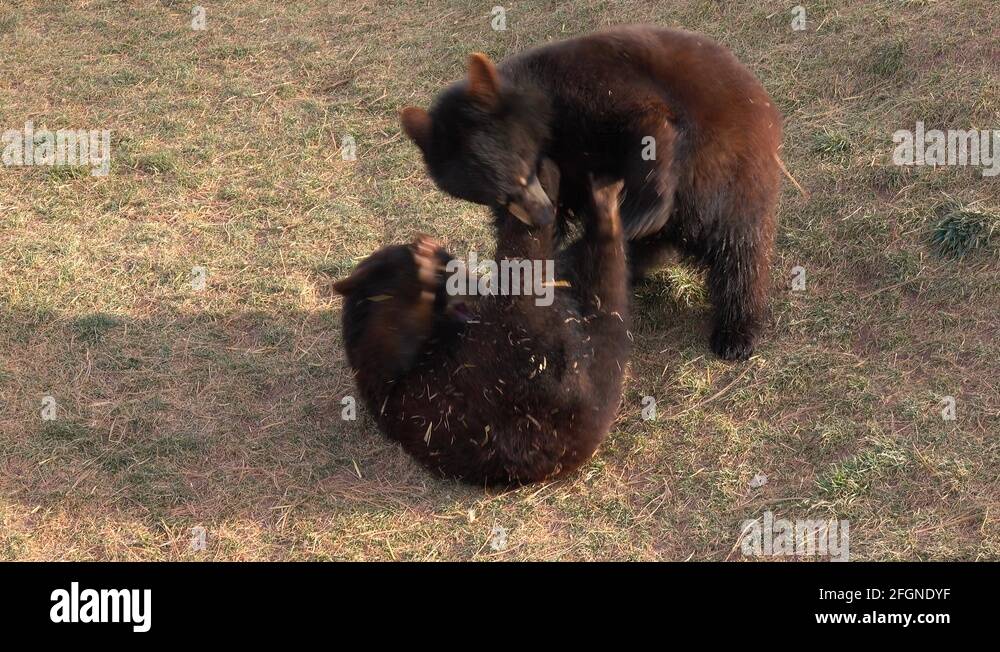 Happy bears Stock Videos & Footage - HD and 4K Video Clips - Alamy