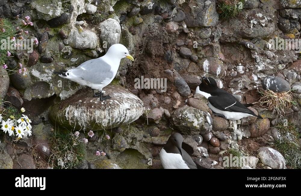 Seabird nests Stock Videos & Footage - HD and 4K Video Clips - Alamy