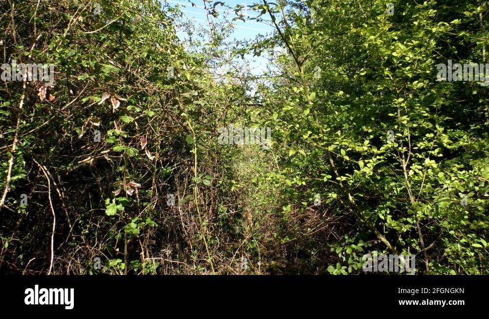 Path through the wilderness Stock Videos & Footage - HD and 4K Video ...