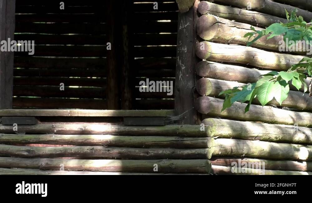 Relief on a log Stock Videos & Footage - HD and 4K Video Clips - Alamy