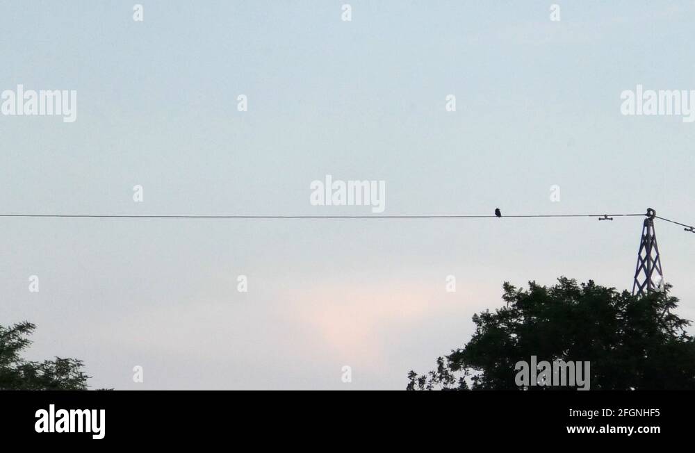 Pylon tree Stock Videos & Footage - HD and 4K Video Clips - Alamy