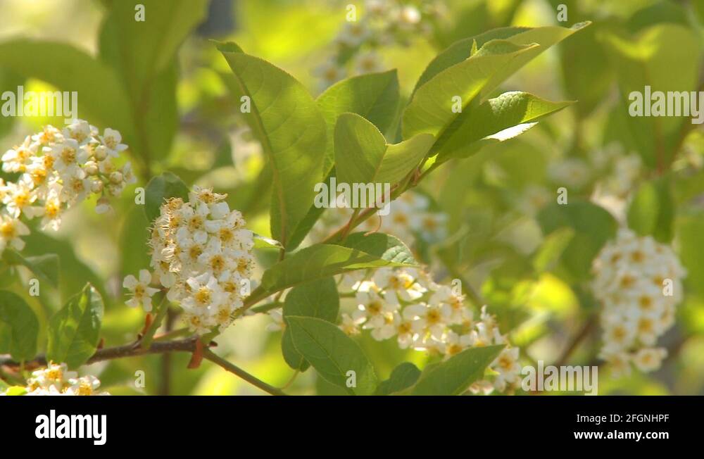 Choke cherry tree Stock Videos & Footage - HD and 4K Video Clips - Alamy