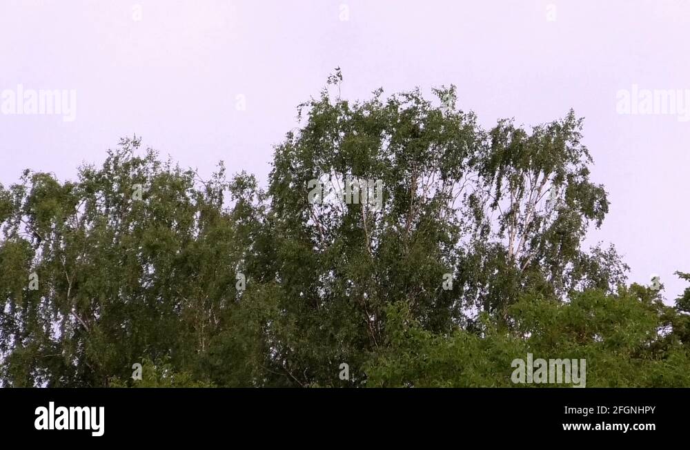 Tall trees with green leaves moving in the wind, tree crowns in stormy ...