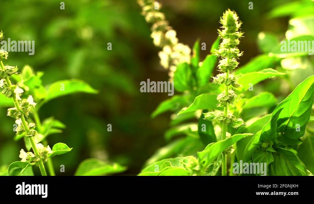Basil tree Stock Videos & Footage - HD and 4K Video Clips - Alamy