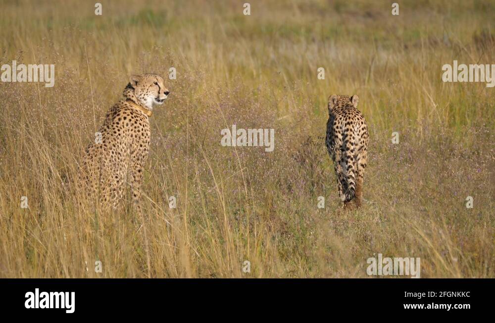 Cheetahs walking Stock Videos & Footage - HD and 4K Video Clips - Alamy