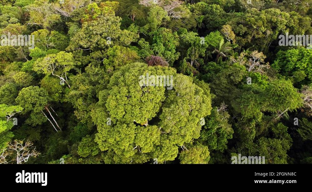 Floating above large tree in the Amazon rainforest Stock Video Footage ...