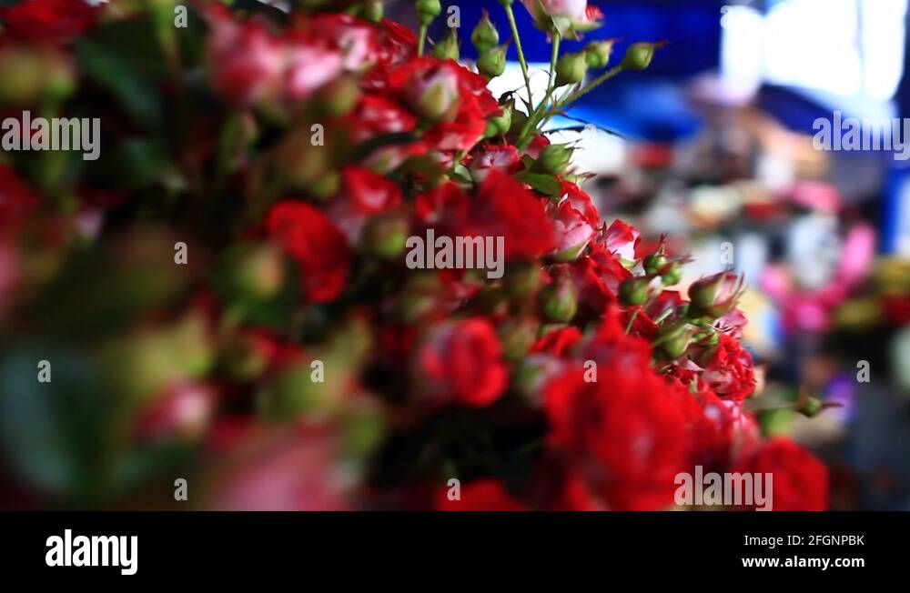 Bouquet small red roses Stock Videos & Footage - HD and 4K Video Clips ...