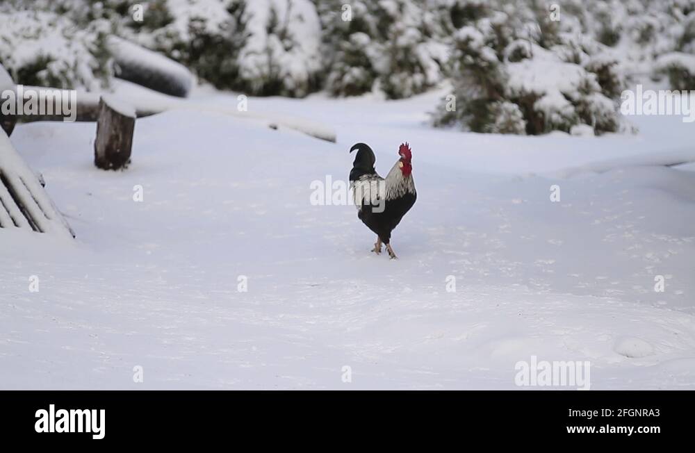 Hen farm america Stock Videos & Footage - HD and 4K Video Clips - Alamy