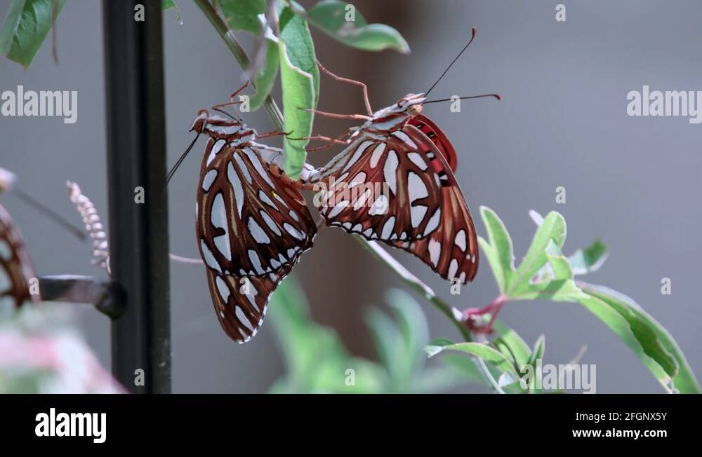 Gulf Fritillary butterfly mating pair abdomen action Stock Video ...