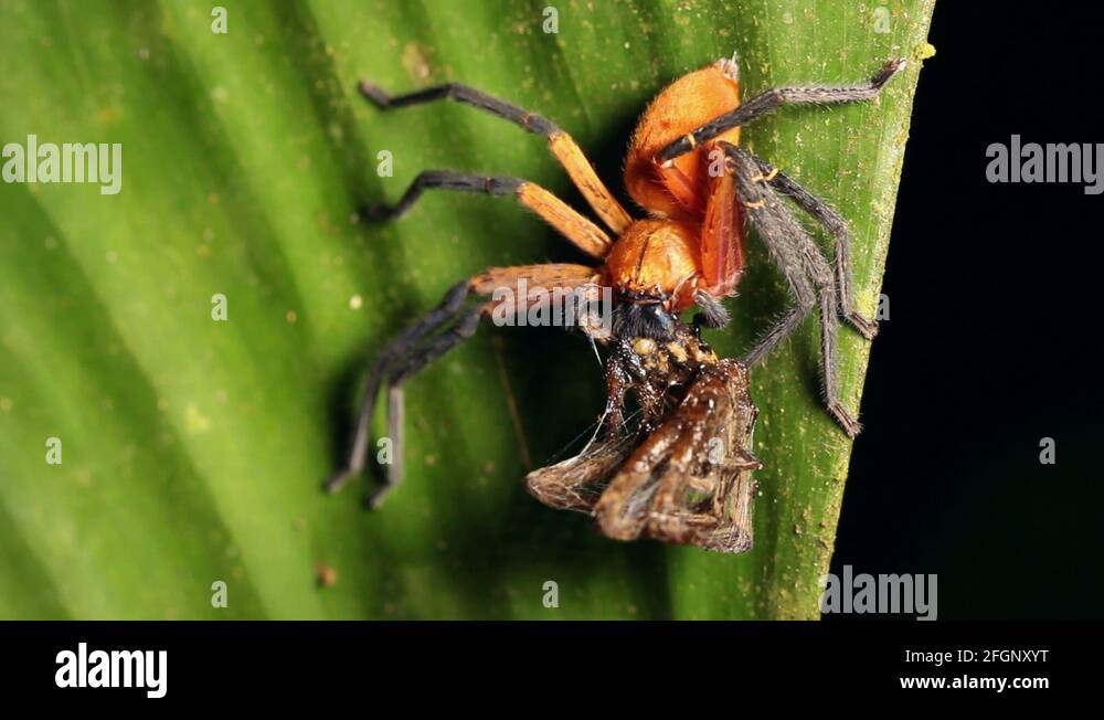 The cannibal spider Stock Videos & Footage - HD and 4K Video Clips - Alamy