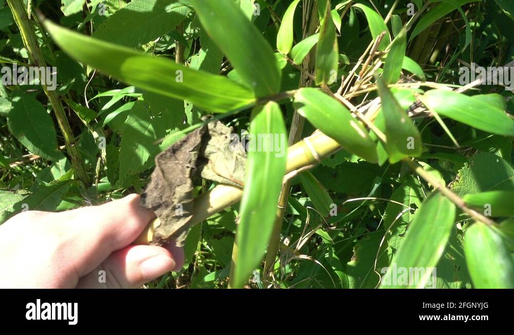 Native cane Stock Videos & Footage - HD and 4K Video Clips - Alamy
