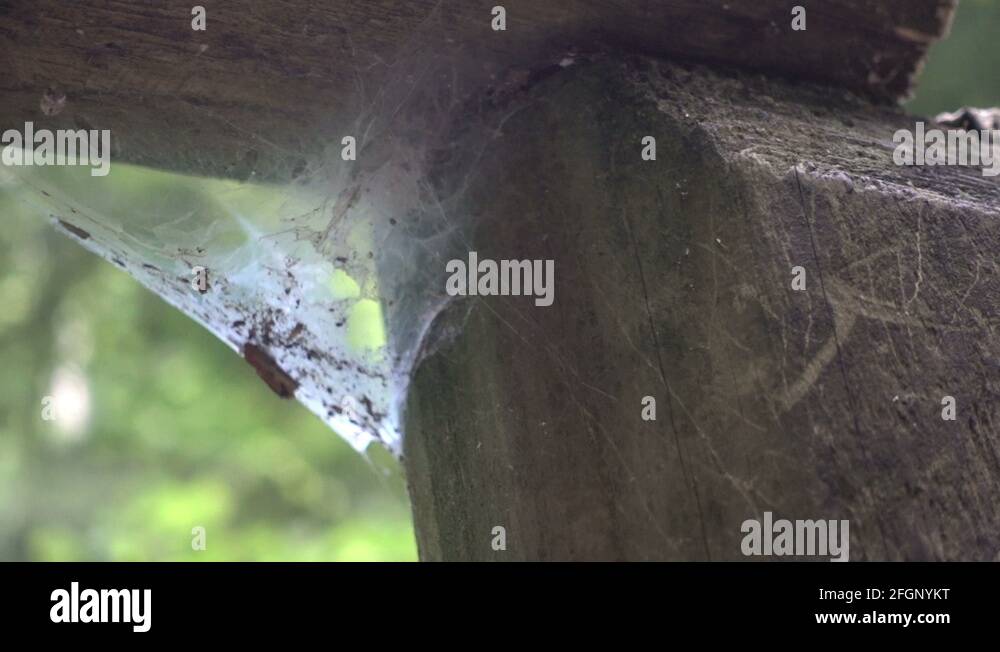 Nest of spiders Stock Videos & Footage - HD and 4K Video Clips - Alamy