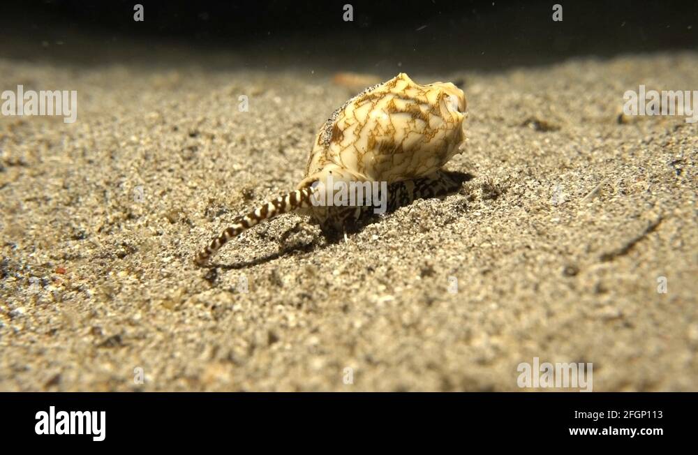 Poisonous shell Stock Videos & Footage - HD and 4K Video Clips - Alamy