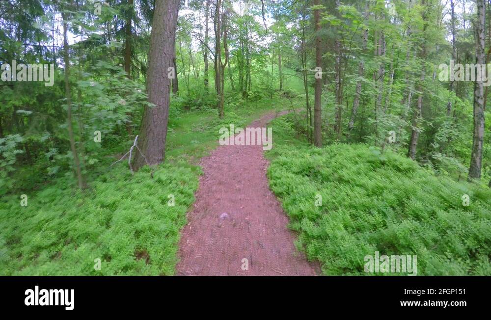 Forest tracks Stock Videos & Footage - HD and 4K Video Clips - Alamy