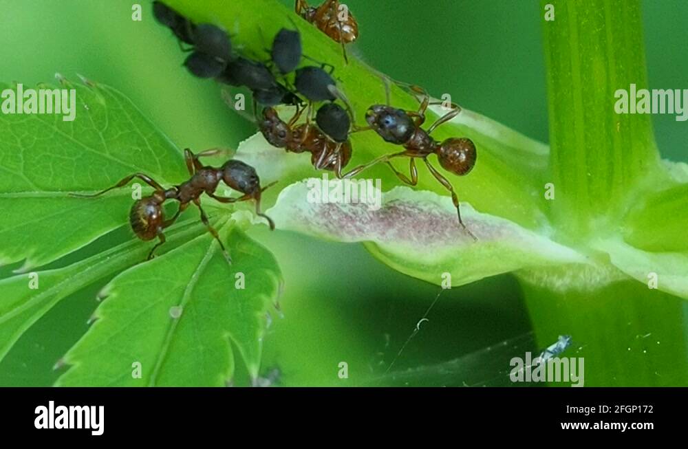 Forest Ants herd aphids and milk Stock Video Footage - Alamy