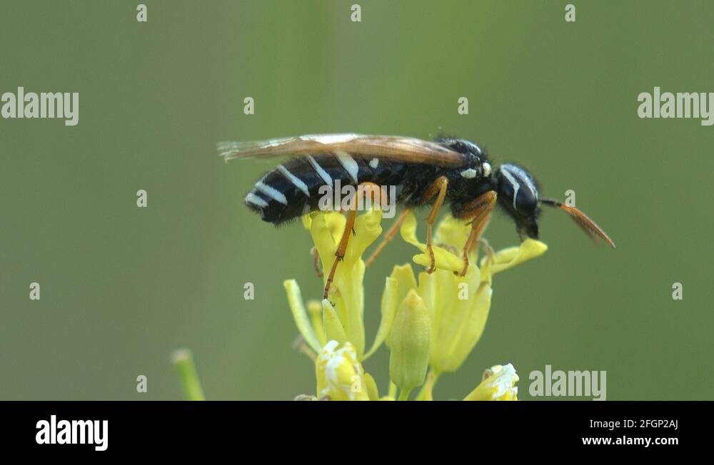 Mason wasps Stock Videos & Footage - HD and 4K Video Clips - Alamy