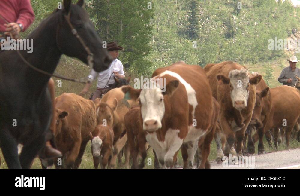 agriculture, high country western cattle drive, #9 cowboys and cattle ...