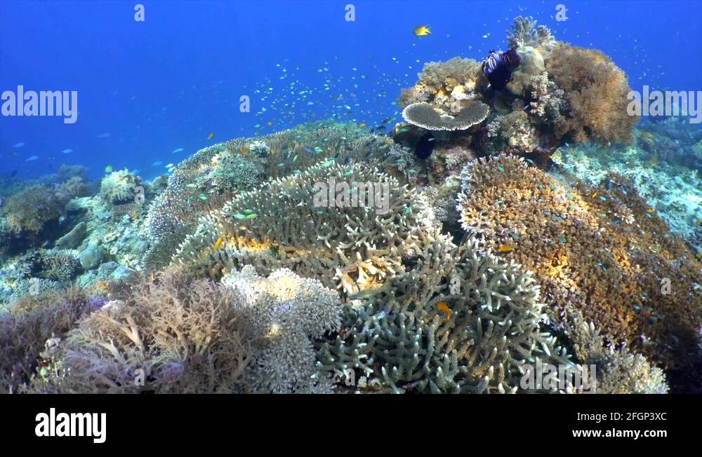 Coral reef world map Stock Videos & Footage - HD and 4K Video Clips - Alamy