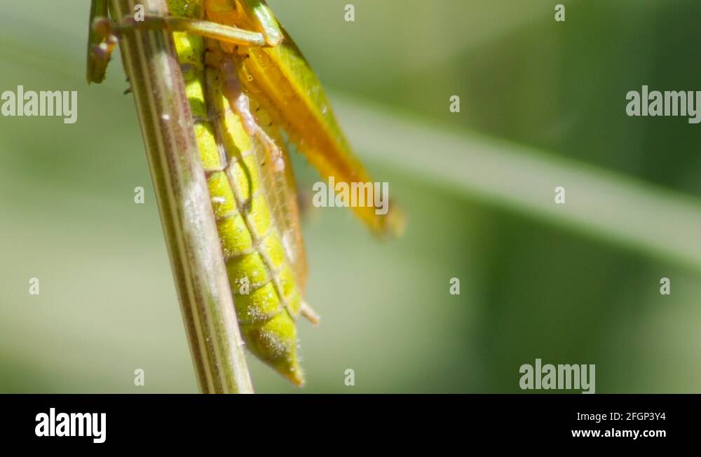 Insect sound Stock Videos & Footage - HD and 4K Video Clips - Alamy