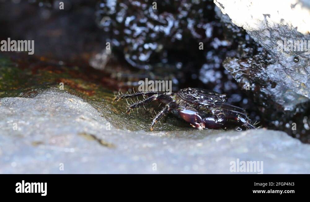 Azorean Stock Videos & Footage - HD and 4K Video Clips - Alamy
