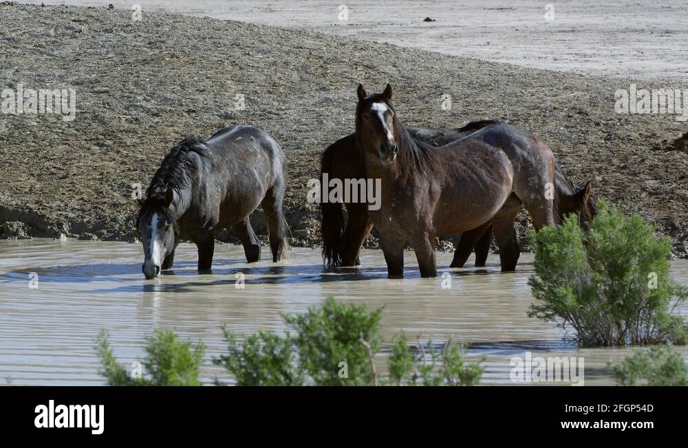 Horses standing in water Stock Videos & Footage - HD and 4K Video Clips ...