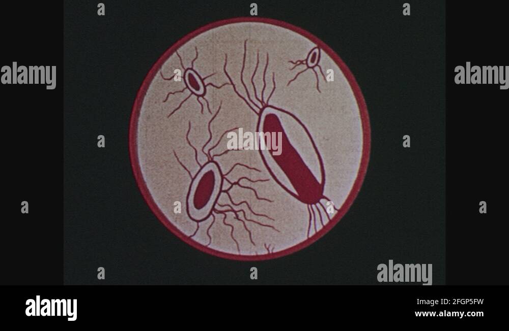 1950s: Diagrams of cells, diagrams of mico-organisms Stock Video ...