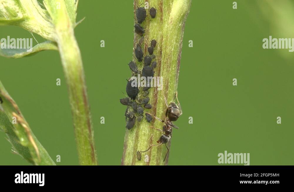 Ants protect aphids from predators Stock Videos & Footage - HD and 4K ...