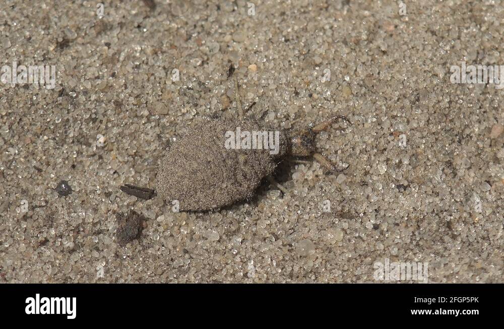 Hide beetle larvae Stock Videos & Footage - HD and 4K Video Clips - Alamy