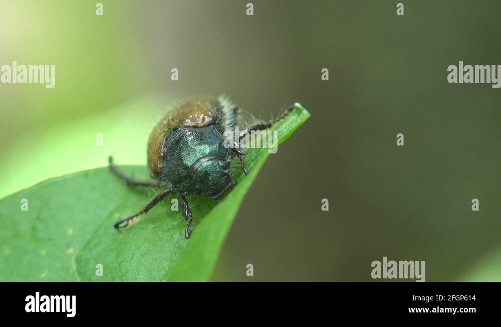 Beetles fan Stock Videos & Footage - HD and 4K Video Clips - Alamy