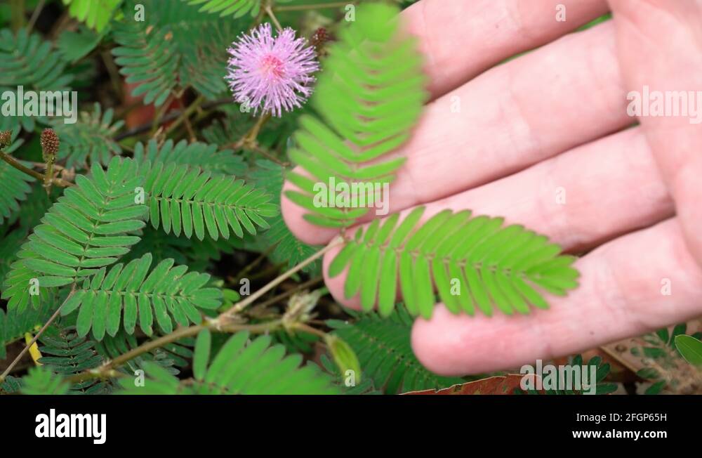 Shrinking leaves Stock Videos & Footage - HD and 4K Video Clips - Alamy