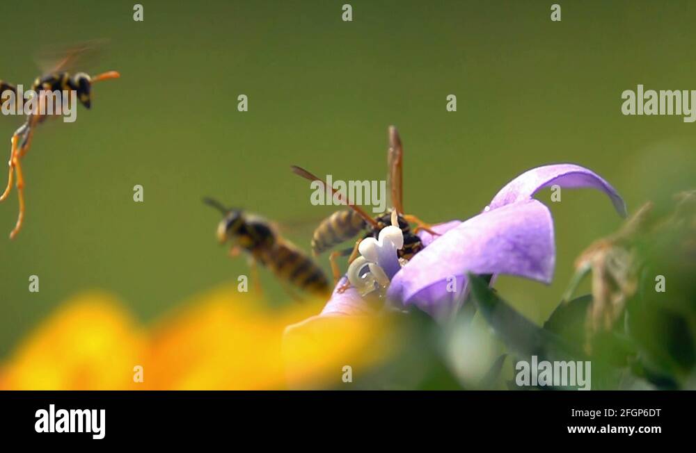 Escape fear Stock Videos & Footage - HD and 4K Video Clips - Alamy