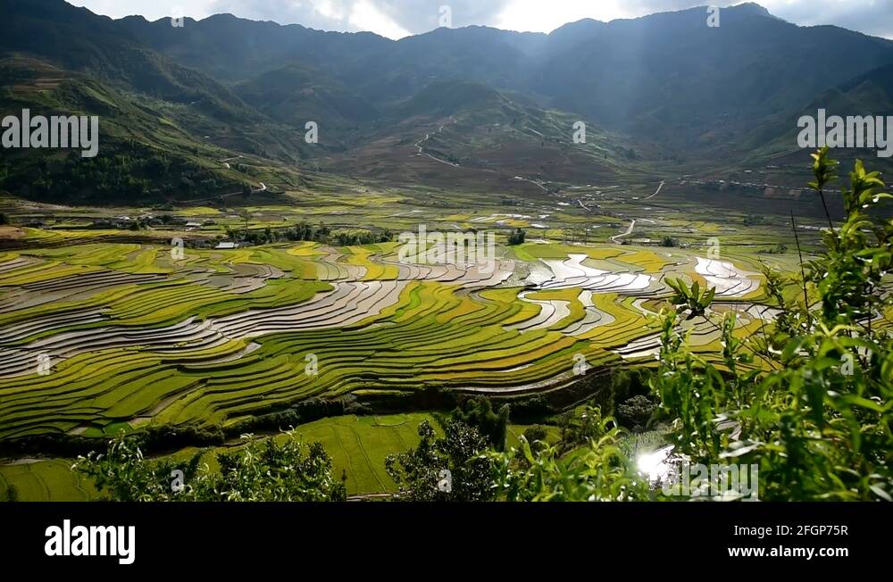 Rice fields on terraced of Sapa (Sa Pa), Vietnam. Rice fields prepared ...