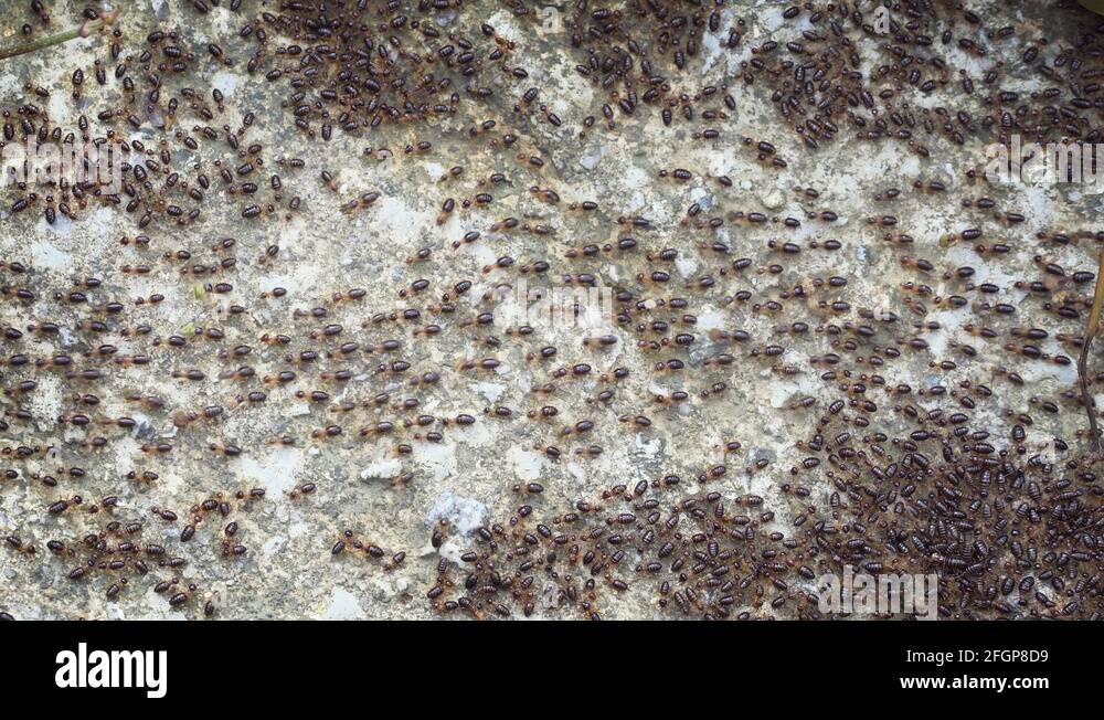 Controlled pests Stock Videos & Footage - HD and 4K Video Clips - Alamy