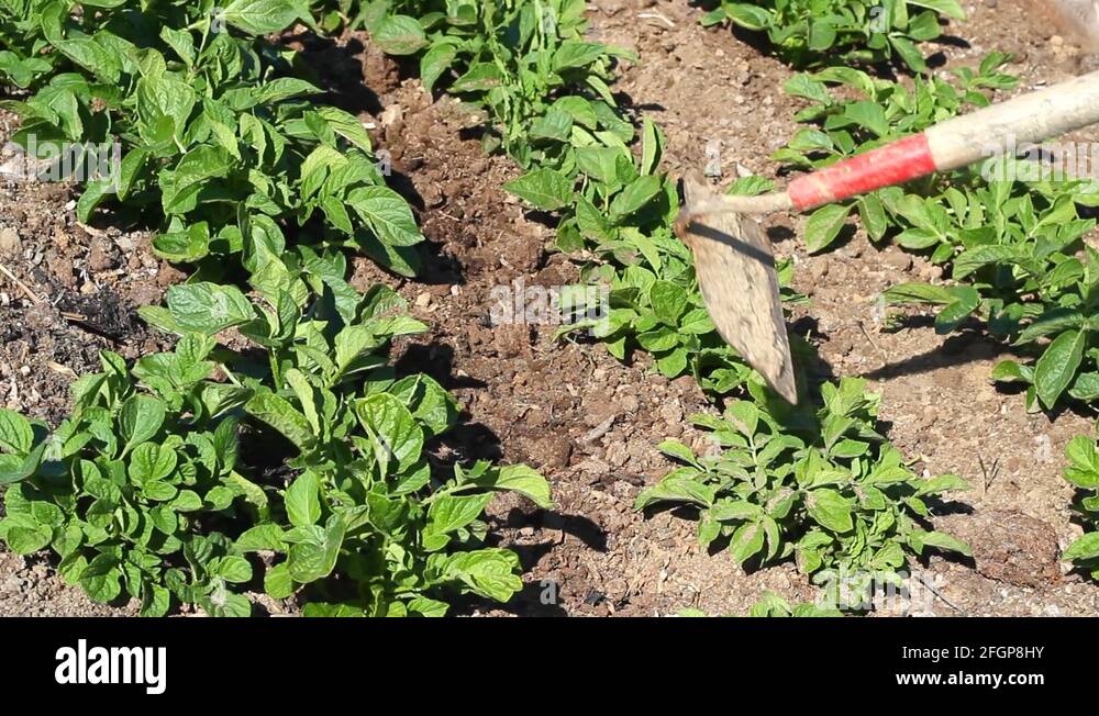 Hoeing weeds Stock Videos & Footage - HD and 4K Video Clips - Alamy