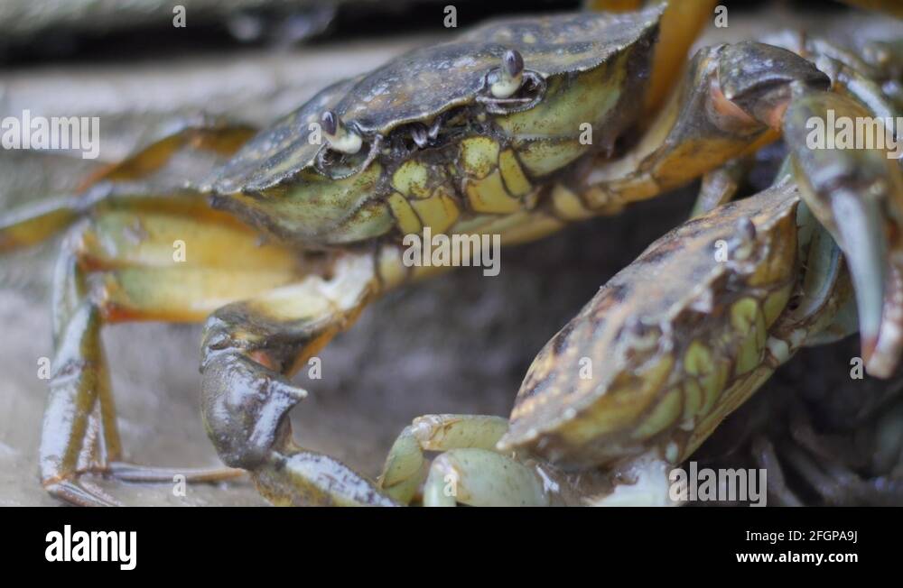 Shore crab england Stock Videos & Footage - HD and 4K Video Clips - Alamy