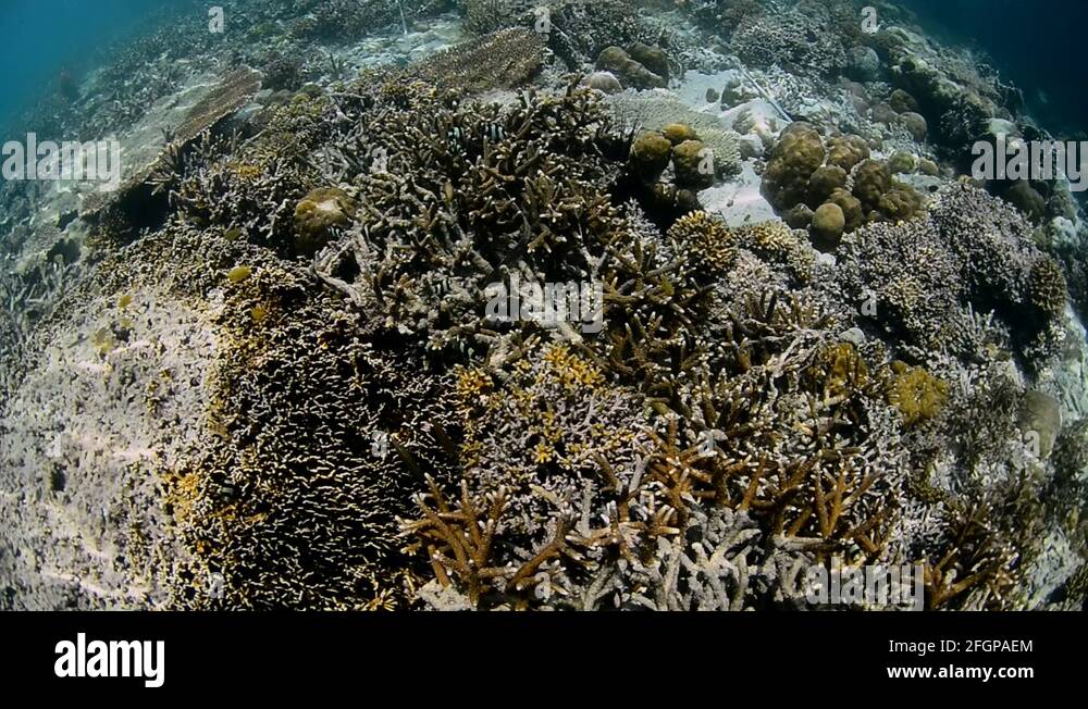 coral reef and marine life in sipadan, Malaysia Stock Video Footage - Alamy