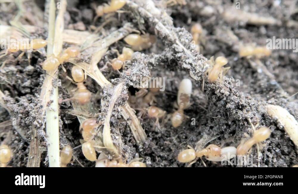 Underground insects Stock Videos & Footage - HD and 4K Video Clips - Alamy