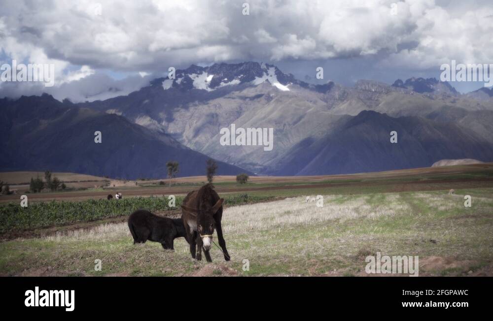 Donkey in rural peru Stock Videos & Footage - HD and 4K Video Clips - Alamy