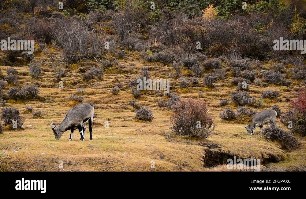 Format asia china east Stock Videos & Footage - HD and 4K Video Clips ...